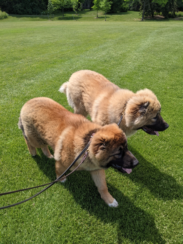 Caucasian Shepherd Dog Kennel in Alberta Canada