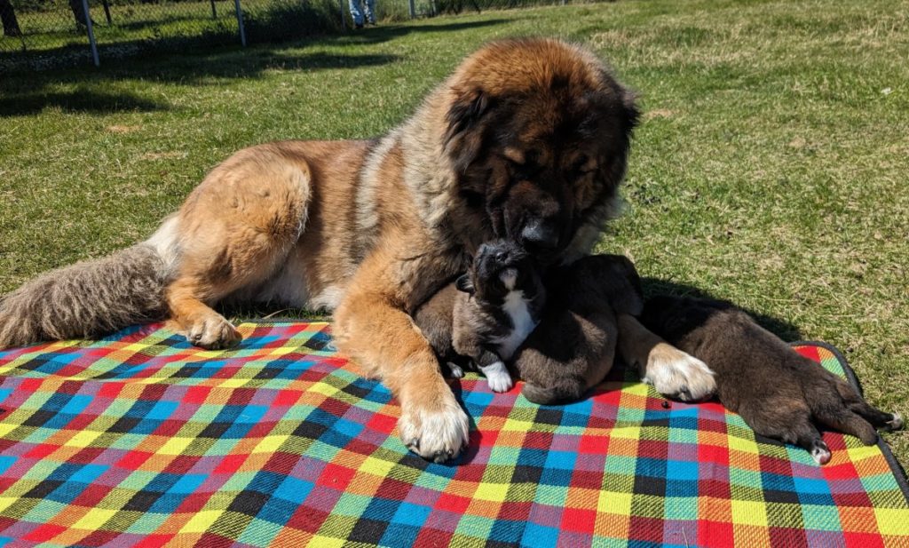 Two weeks old puppies with their mom :) - Harbor Kennel